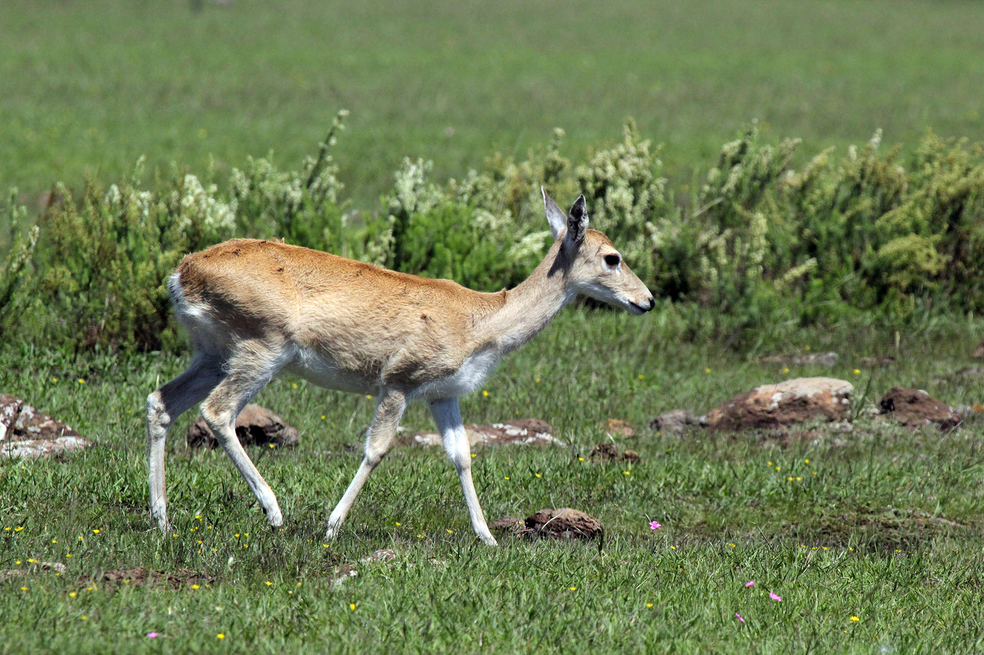 Venado de campo hembra en Salto