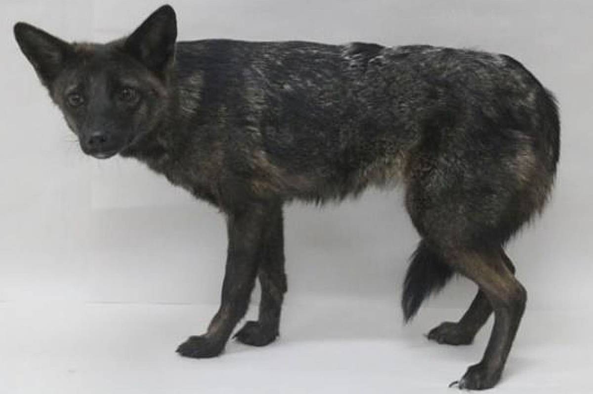 Registran el primer híbrido entre perro y zorro de campo | la diaria ...