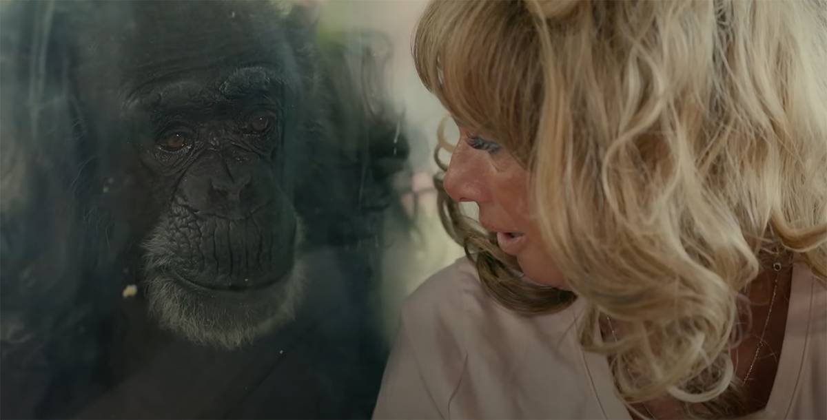 Chimp Crazy: como Tiger King pero con una reina enamorada de los ...