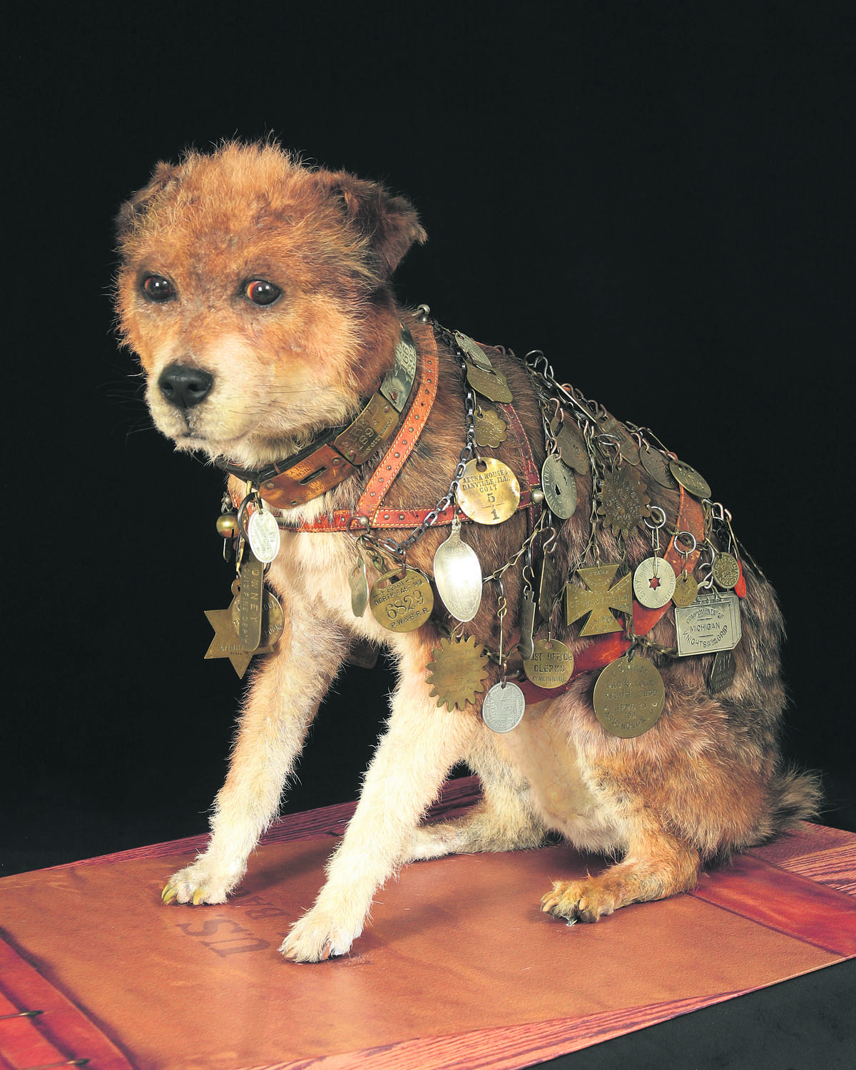 Subido Al Tren De Las Noticias Owney El Perro Que Recorrió Más De 222