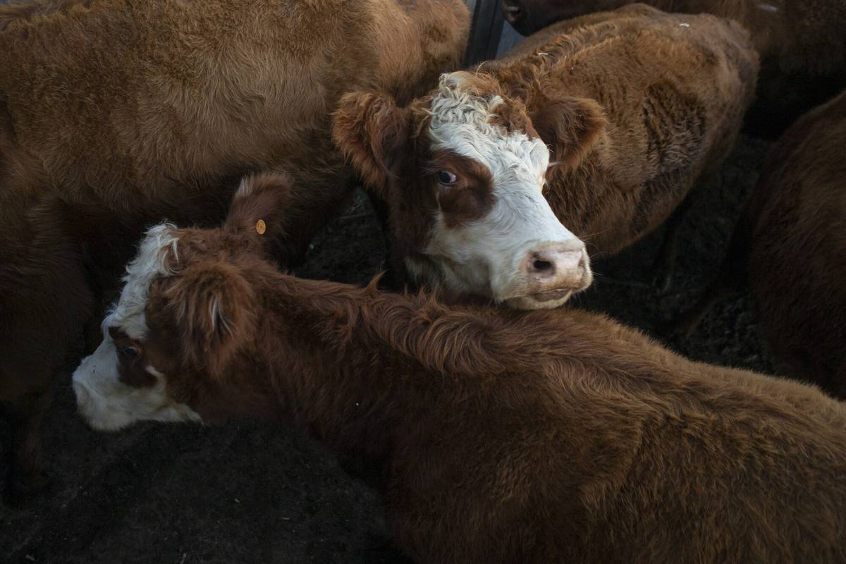 Bienestar Animal exhortó a la Foica a evitar acciones que comprometan a ...