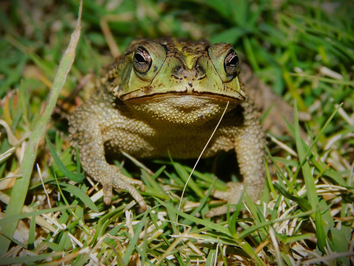 No es sapo de otro pozo: determinando a qué especie pertenece el Sapo ...