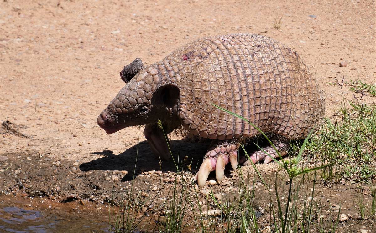 La aparición de un tatú de rabo molle, especie extremadamente rara en ...