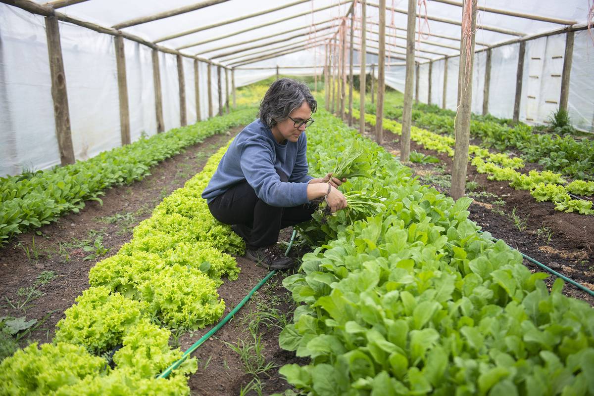 Soberanía alimentaria: la historia de concebir la alimentación de forma integral y como derecho ...