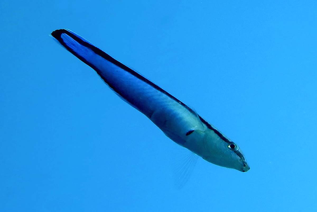 Del mono al pez: desafíos de estudiar la conciencia en animales | la ...