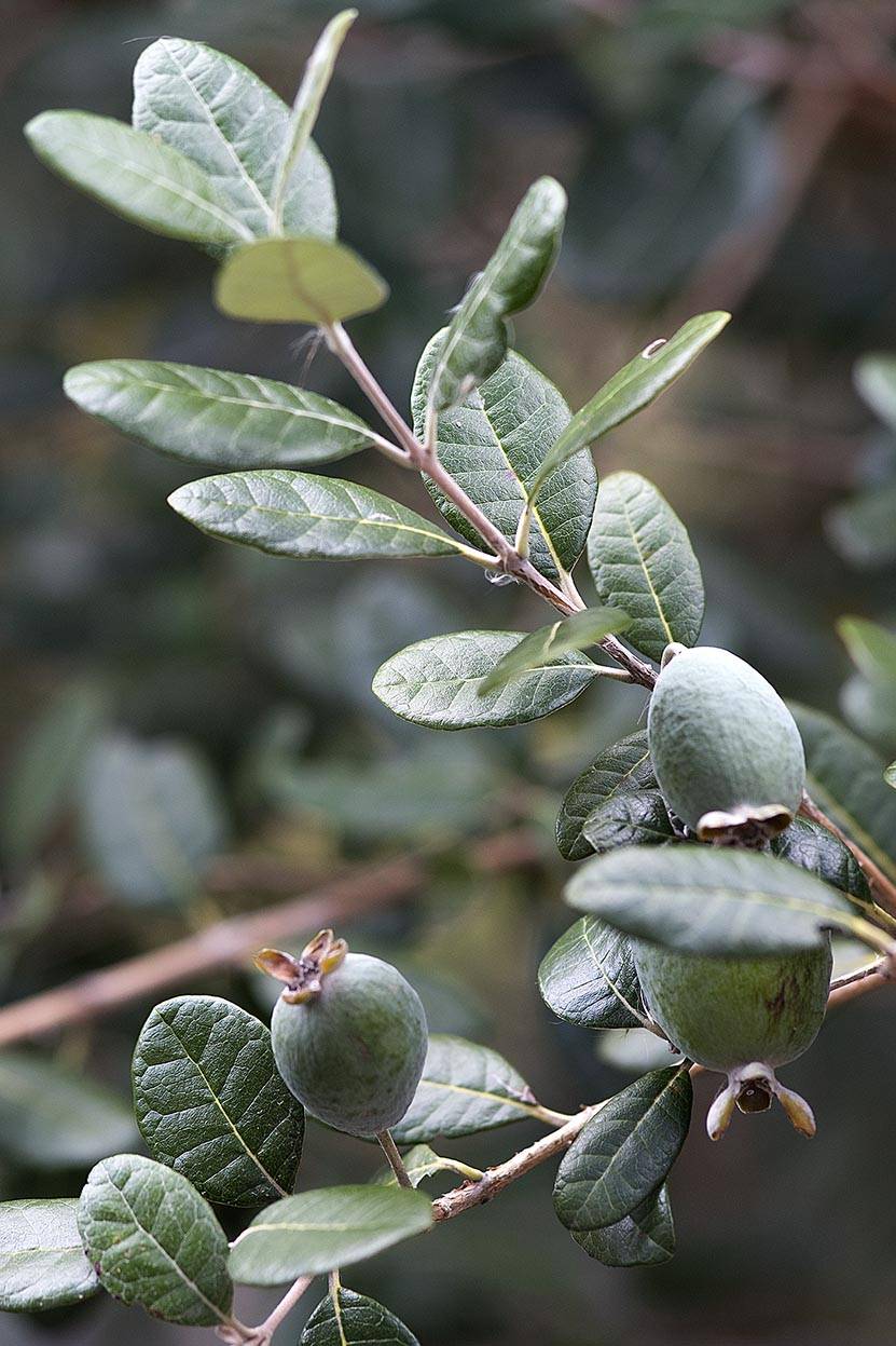 INIA y Udelar presentaron tres variedades de guayabos del país para ...