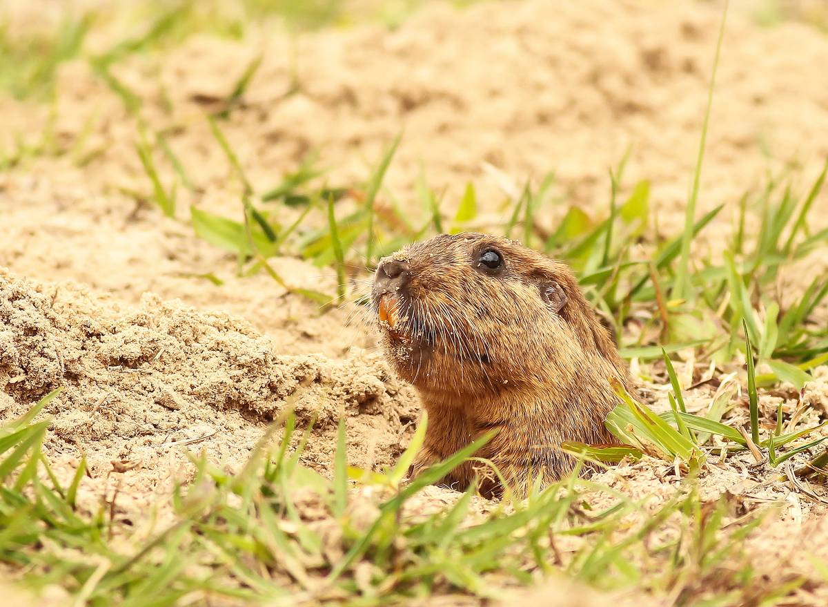 Investigación muestra daño en el ADN de los tucu-tucu a causa de ...