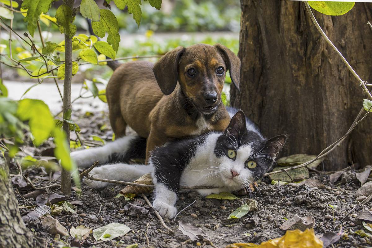 Que Les Pasa A Los Perros En Cuarentena