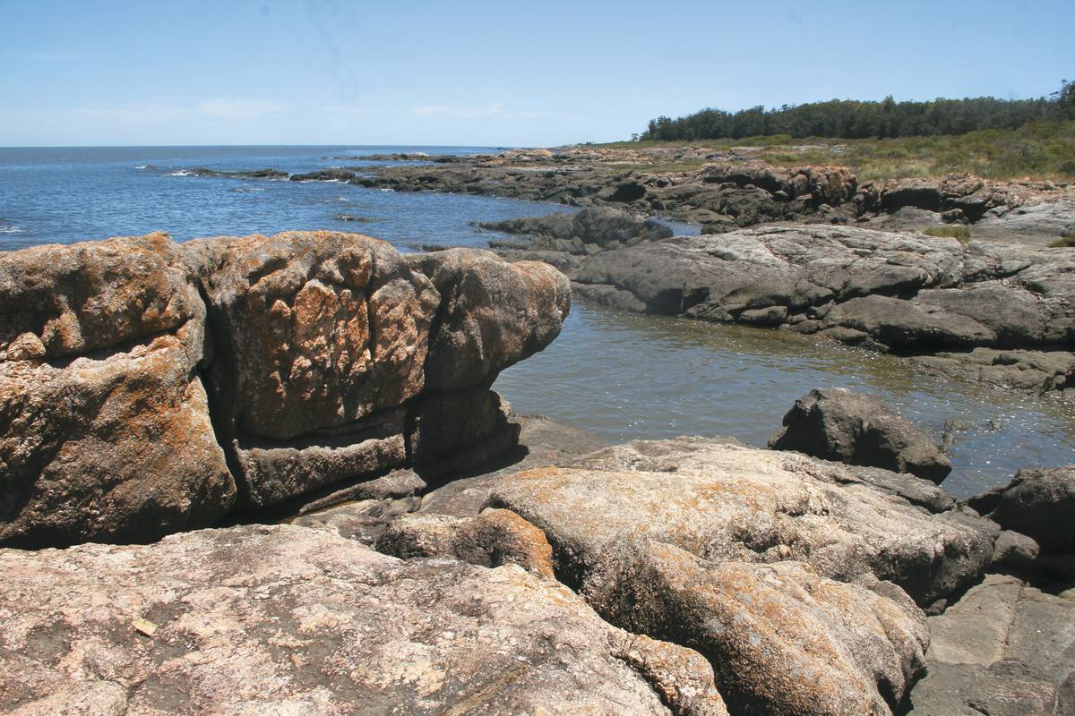 Punta Espinillo: ecosistemas a la sombra del parrillero | la diaria ...